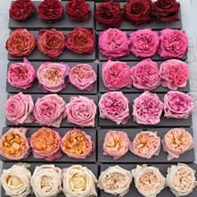 Wholesale Flowers & Florist Supplies UK - Online Fresh Dutch Flower ...