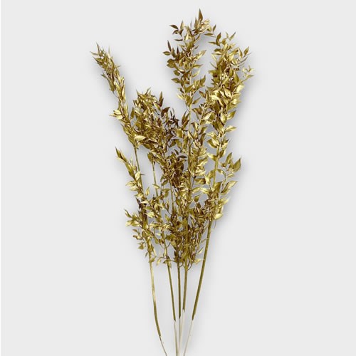 Soft Ruscus Preserved Gold 65cm | Wholesale Dutch Flowers Direct ...