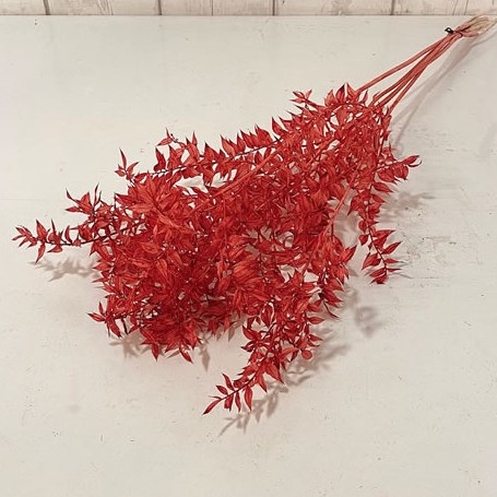 A1 Soft Ruscus Preserved & Dyed Salmon 65cm | Wholesale Dutch Flowers ...