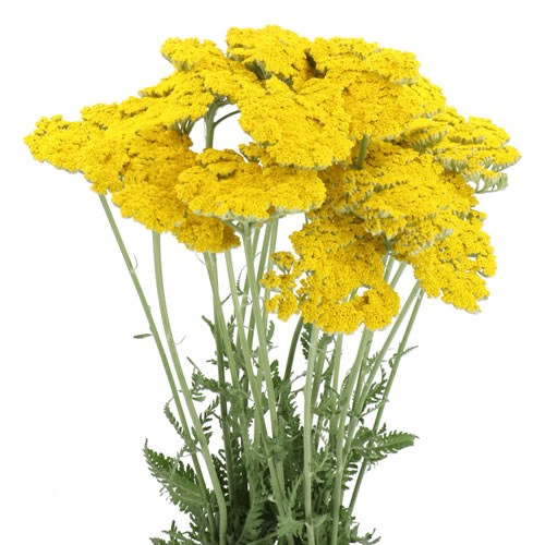 ACHILLEA CORONATION GOLD 75cm | Wholesale Dutch Flowers & Florist ...