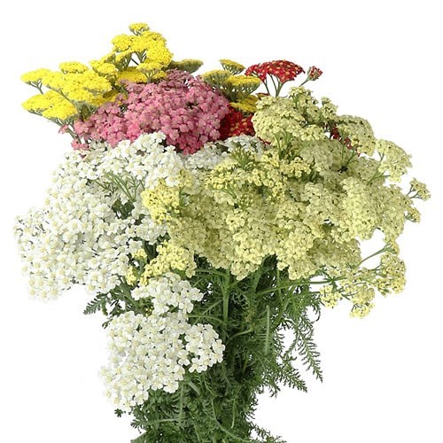 ACHILLEA MIX (COLS MAY VARY) 50cm | Wholesale Dutch Flowers & Florist ...