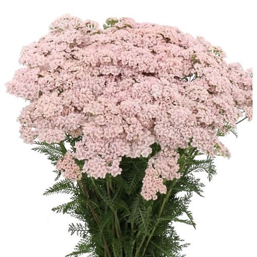 ACHILLEA PINK DREAM 60cm | Wholesale Dutch Flowers & Florist Supplies UK