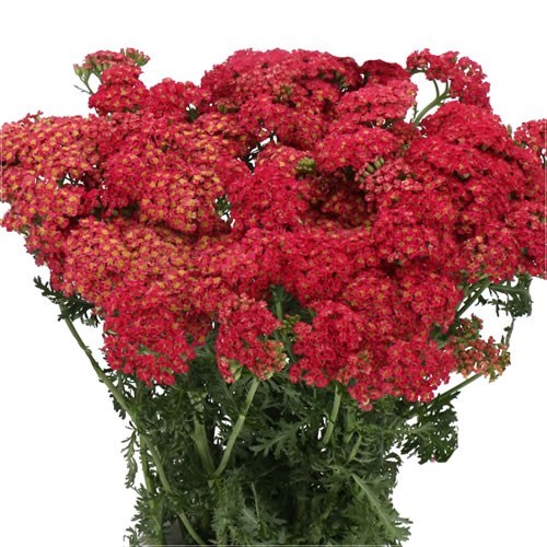 ACHILLEA SASSY SUMMER TAFFY 40cm | Wholesale Dutch Flowers & Florist ...
