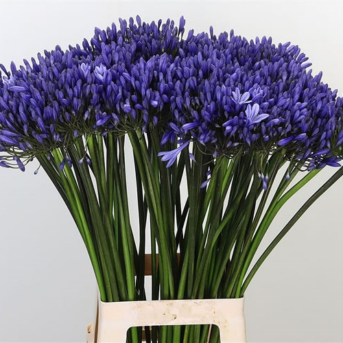 AGAPANTHUS DR. BROUWER 80cm | Wholesale Dutch Flowers & Florist Supplies UK