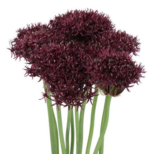 ALLIUM ATROPURPUREUM 70cm | Wholesale Dutch Flowers & Florist Supplies UK