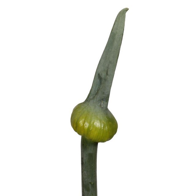 ALLIUM CEPA JUDITH 100cm | Wholesale Dutch Flowers & Florist Supplies UK