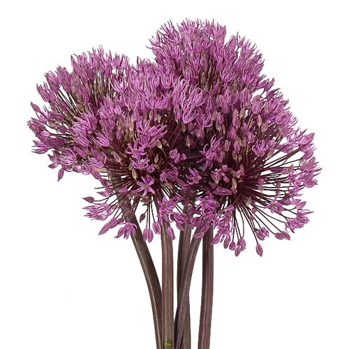 ALLIUM CHELSEA 65cm | Wholesale Dutch Flowers & Florist Supplies UK