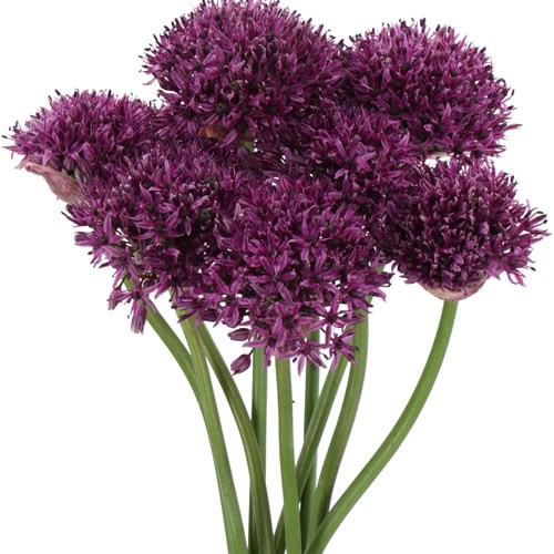 ALLIUM CHICAGO 80cm | Wholesale Dutch Flowers & Florist Supplies UK