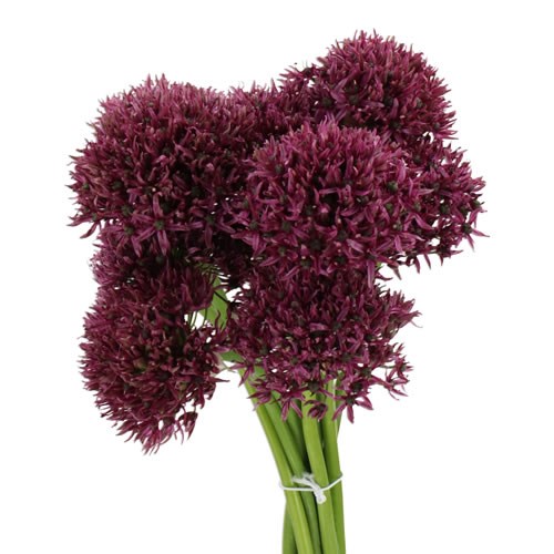 ALLIUM FIRMAMENT 80cm | Wholesale Dutch Flowers & Florist Supplies UK