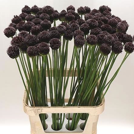 ALLIUM FORELOCK 90cm | Wholesale Dutch Flowers & Florist Supplies UK