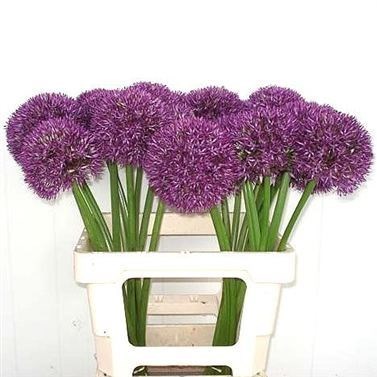 ALLIUM GIGANTEUM 100cm | Wholesale Dutch Flowers & Florist Supplies UK