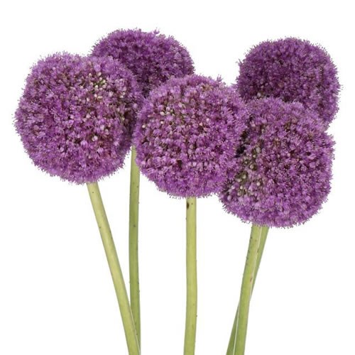 ALLIUM GIGANTEUM 100cm | Wholesale Dutch Flowers & Florist Supplies UK