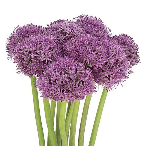 ALLIUM GLADIATOR 90cm | Wholesale Dutch Flowers & Florist Supplies UK