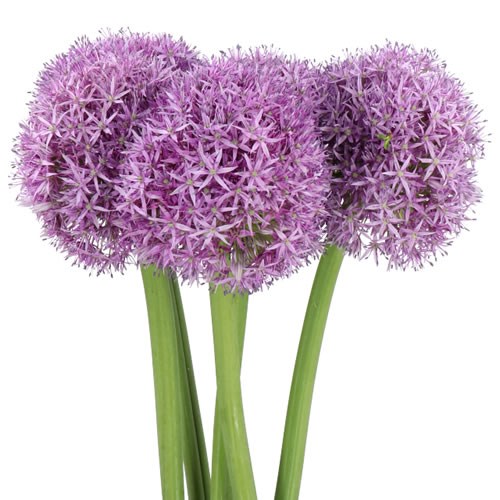 ALLIUM GLOBEMASTER 70cm | Wholesale Dutch Flowers & Florist Supplies UK