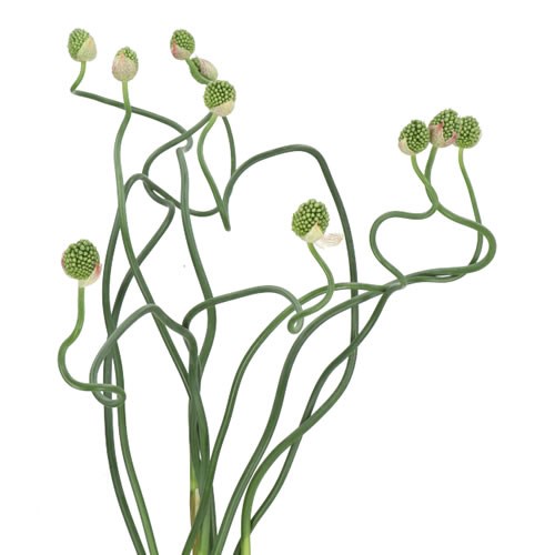 ALLIUM GREEN BERRY 70cm | Wholesale Dutch Flowers & Florist Supplies UK