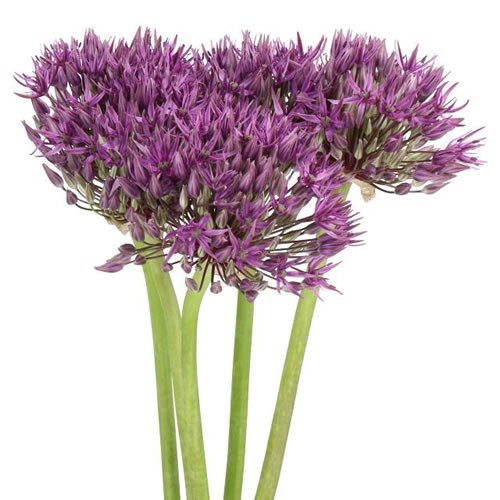 ALLIUM JACKPOT 75cm | Wholesale Dutch Flowers & Florist Supplies UK