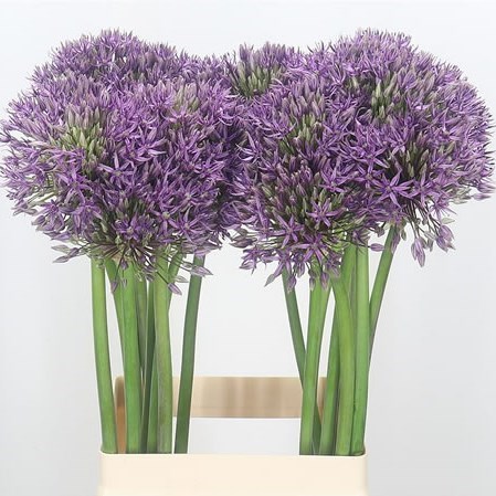 ALLIUM JACKPOT 80cm | Wholesale Dutch Flowers & Florist Supplies UK