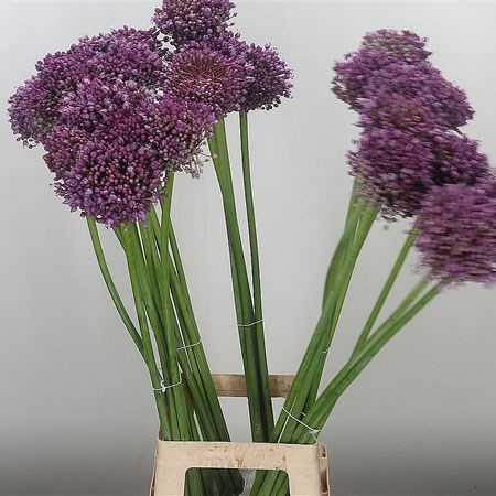 ALLIUM JASMINE 80cm | Wholesale Dutch Flowers & Florist Supplies UK