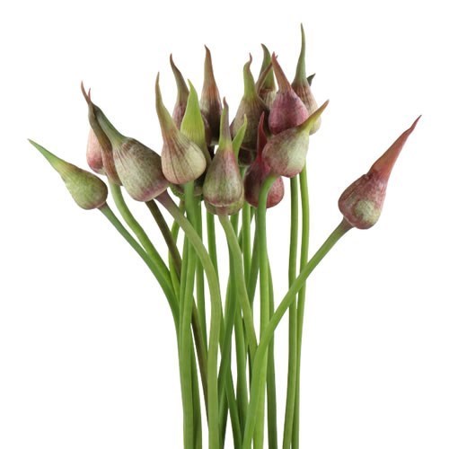 ALLIUM MYSTIC MERLIN 80cm | Wholesale Dutch Flowers & Florist Supplies UK