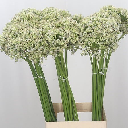 ALLIUM NIGRUM 70cm | Wholesale Dutch Flowers & Florist Supplies UK