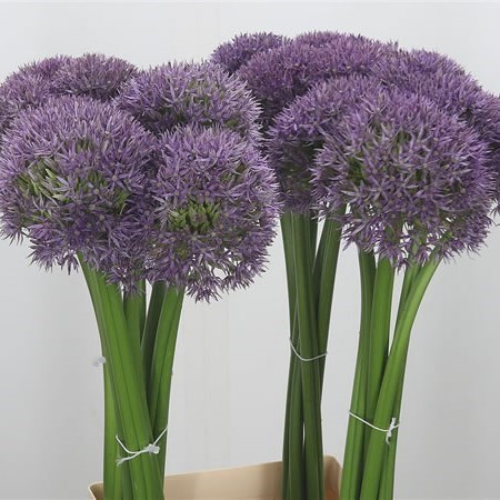 ALLIUM PINBALL WIZARD 75cm | Wholesale Dutch Flowers & Florist Supplies UK