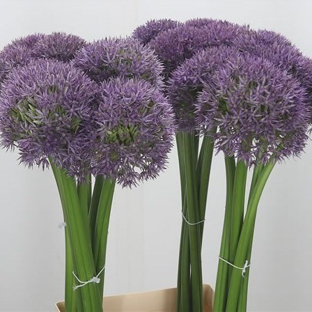 ALLIUM PINBALL WIZARD 85cm | Wholesale Dutch Flowers & Florist Supplies UK