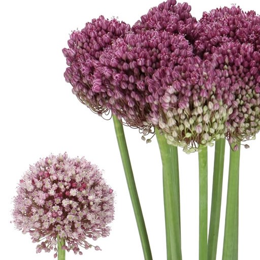 ALLIUM PINK LADY 95cm | Wholesale Dutch Flowers & Florist Supplies UK