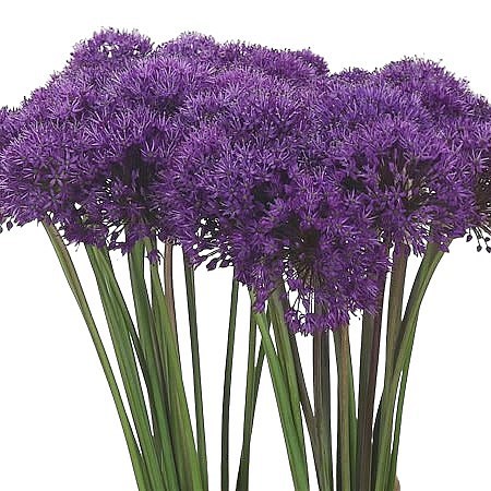 ALLIUM PURPLE SENSATION 90cm | Wholesale Dutch Flowers & Florist ...