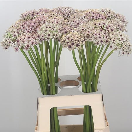ALLIUM SILVERSPRING 85cm | Wholesale Dutch Flowers & Florist Supplies UK
