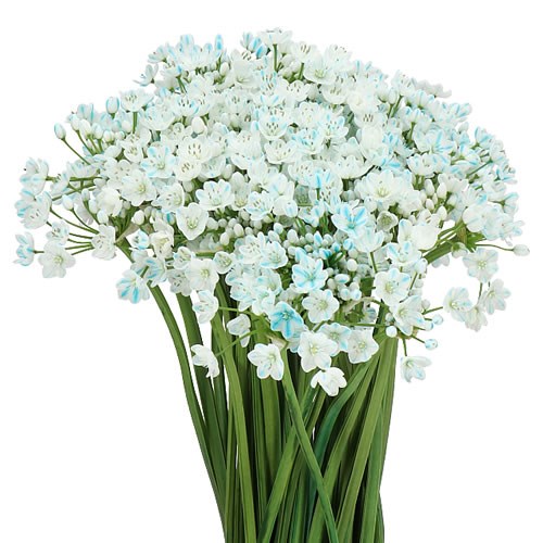 ALLIUM SPRAY - DYED OCEAN BLUE 55cm | Wholesale Dutch Flowers & Florist ...