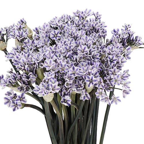 ALLIUM SPRAY - DYED VIOLET 55cm | Wholesale Dutch Flowers & Florist ...