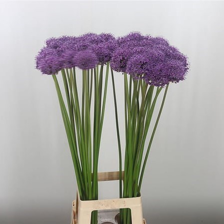 ALLIUM STRATOS 90cm | Wholesale Dutch Flowers & Florist Supplies UK