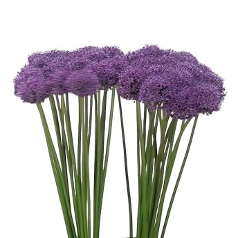 ALLIUM STRATOS 90cm | Wholesale Dutch Flowers & Florist Supplies UK