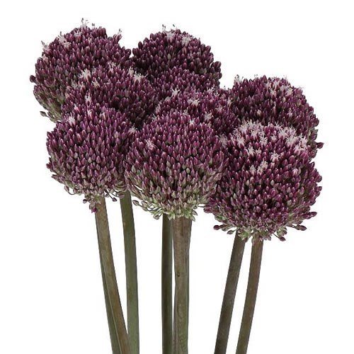 ALLIUM SUMMER DRUMMER 80cm | Wholesale Dutch Flowers & Florist Supplies UK
