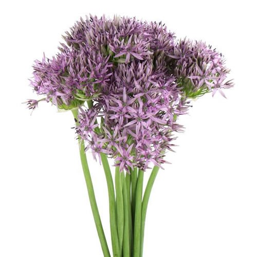 ALLIUM VIOLET BEAUTY 90cm | Wholesale Dutch Flowers & Florist Supplies UK