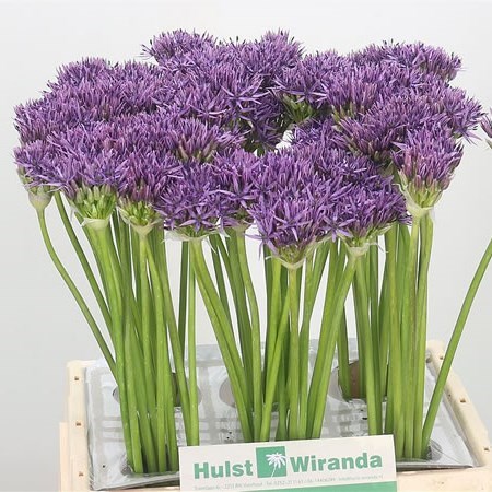 ALLIUM VIOLET BEAUTY 90cm | Wholesale Dutch Flowers & Florist Supplies UK