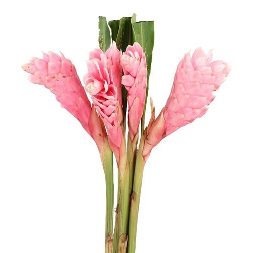 ALPINIA PURPURATA PINK (GINGERS) 90cm | Wholesale Dutch Flowers ...