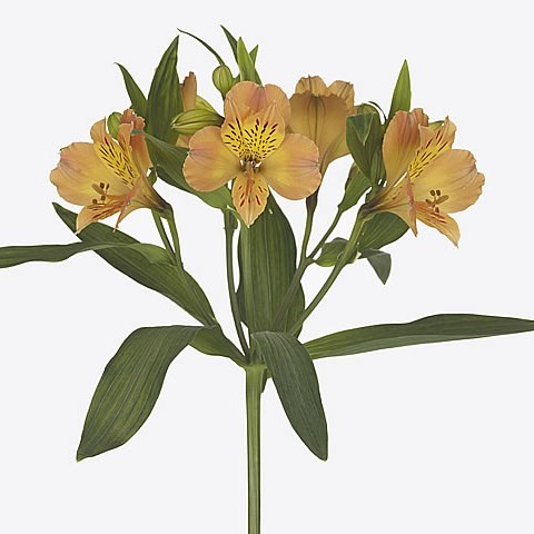 ALSTROEMERIA AURORA 75cm 80gm | Wholesale Dutch Flowers & Florist ...