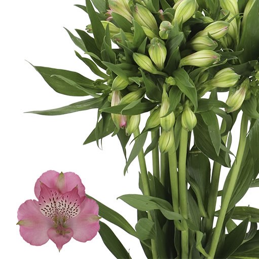 ALSTROEMERIA AVIANNA 75cm 60gm | Wholesale Dutch Flowers & Florist ...