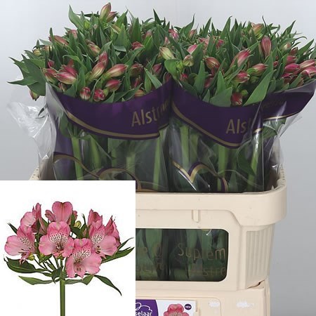 ALSTROEMERIA AVIANNA 75cm 60gm | Wholesale Dutch Flowers & Florist ...
