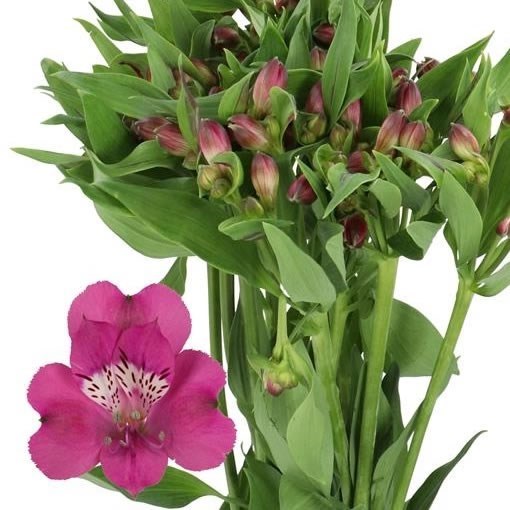 ALSTROEMERIA CASANOVA 70cm 50gm | Wholesale Dutch Flowers & Florist ...