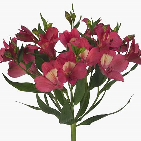 ALSTROEMERIA INTENZ PINK 70cm 50gm | Wholesale Dutch Flowers & Florist ...