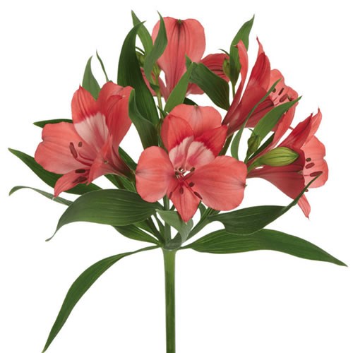 ALSTROEMERIA INTENZ SALMON 75cm 70gm | Wholesale Dutch Flowers ...