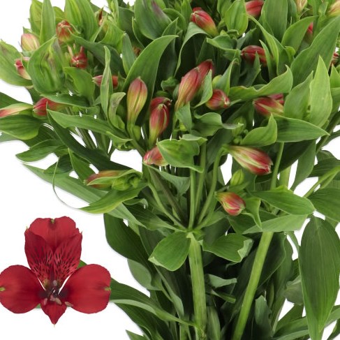 ALSTROEMERIA LAMBADA 75cm | Wholesale Dutch Flowers & Florist Supplies UK