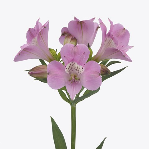 ALSTROEMERIA LAYLA 75cm | Wholesale Dutch Flowers & Florist Supplies UK
