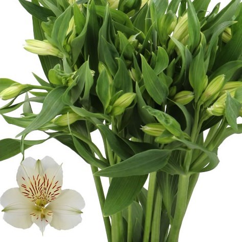 ALSTROEMERIA MAHARI 75cm 50gm | Wholesale Dutch Flowers & Florist Supplies UK