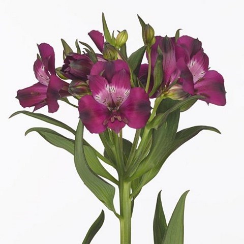 Dark Purple Alstroemeria
