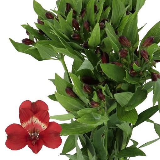 ALSTROEMERIA RUMBA 70cm 60gm | Wholesale Dutch Flowers & Florist ...