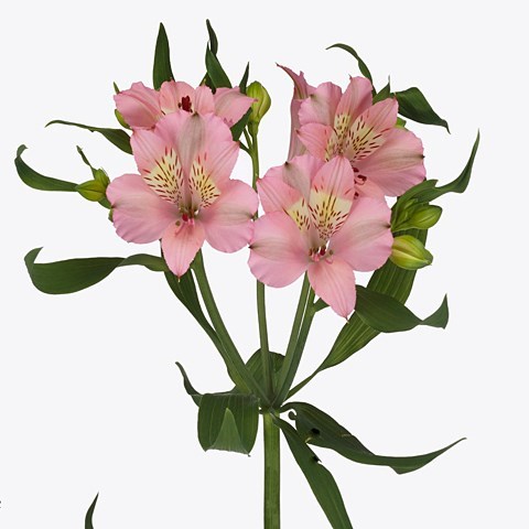 ALSTROEMERIA STEPHANIE 75cm 70gm | Wholesale Dutch Flowers & Florist ...