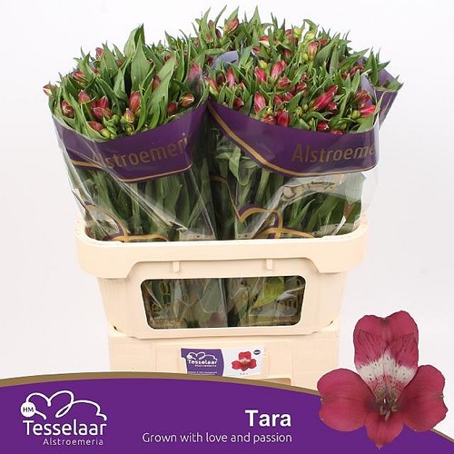 ALSTROEMERIA TARA 75cm | Wholesale Dutch Flowers & Florist Supplies UK